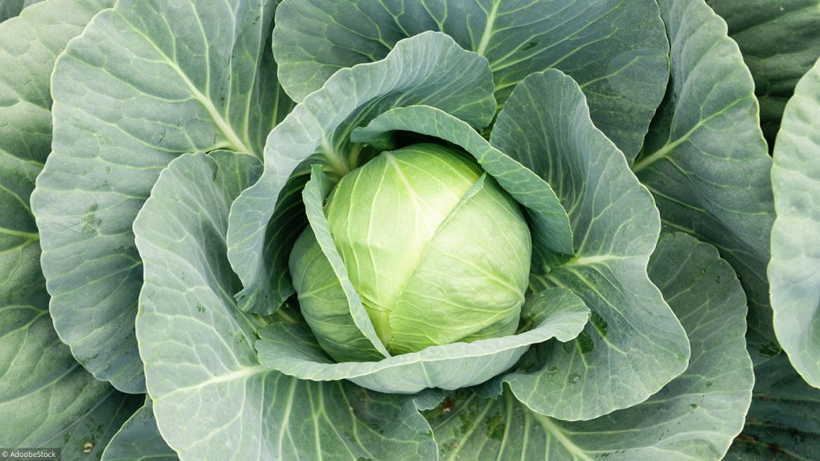 close-up of fresh cabbage vegetable in field background - Union ...